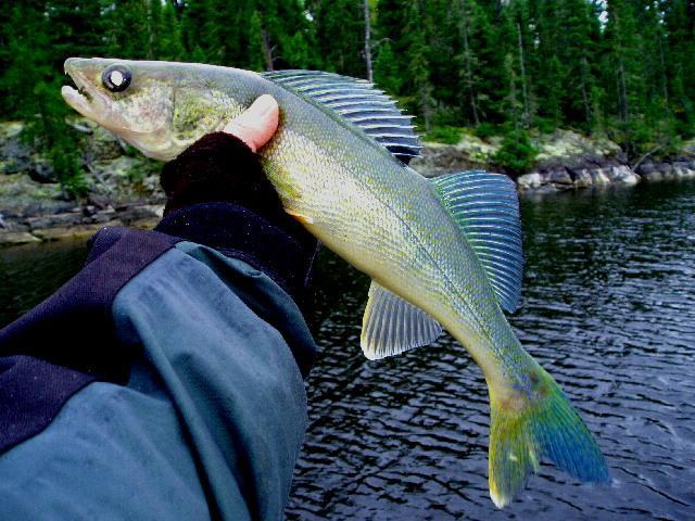Blue walleye - Alchetron, The Free Social Encyclopedia